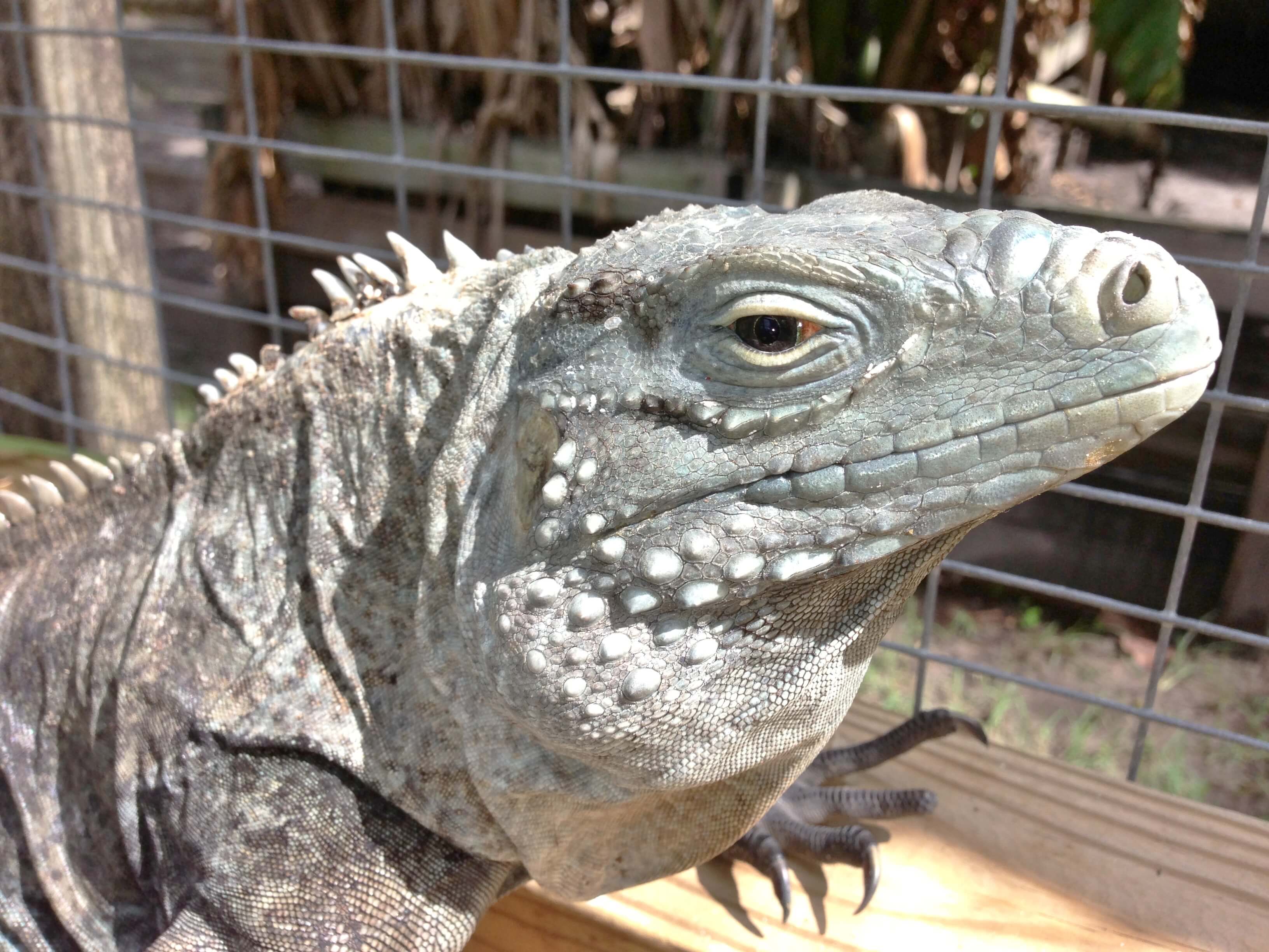 Florida Iguana & Tortoise Breeders