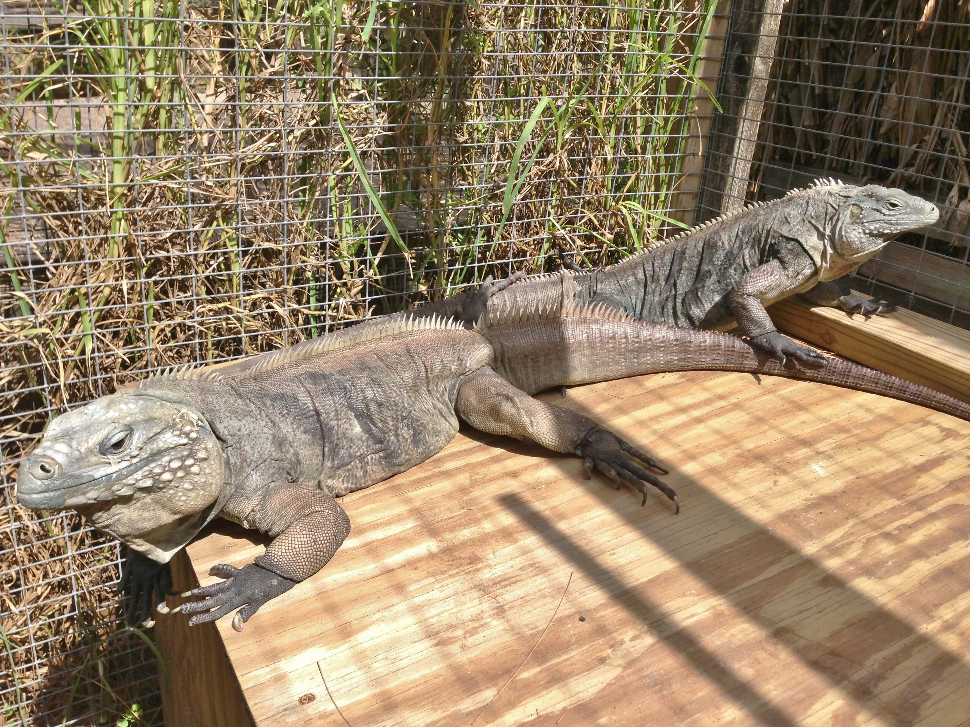 Florida Iguana & Tortoise Breeders