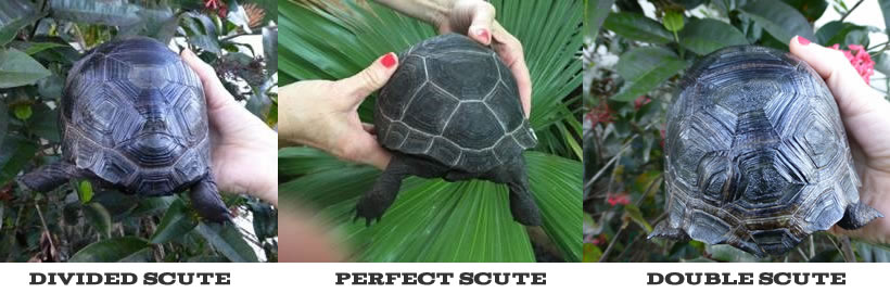 Articles - Florida Iguana & Tortoise Breeders