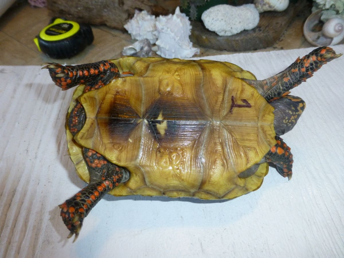 Florida Iguana & Tortoise Breeders