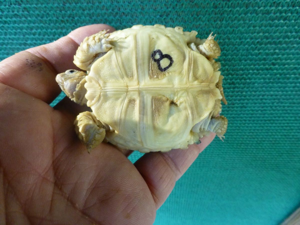 Florida Iguana & Tortoise Breeders