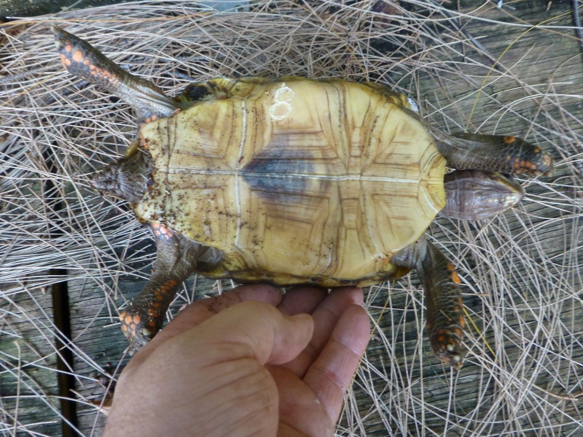 Florida Iguana & Tortoise Breeders