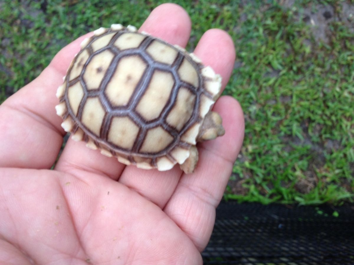 Ivory Sulcata Tortoise