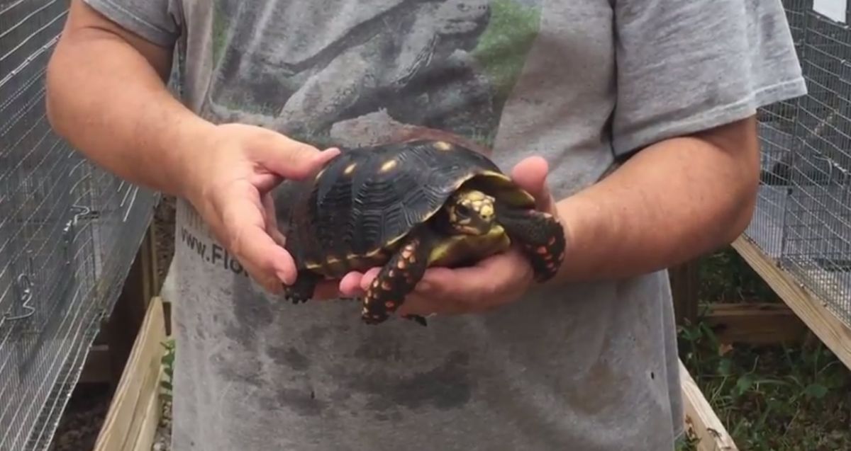Florida Iguana & Tortoise Breeders