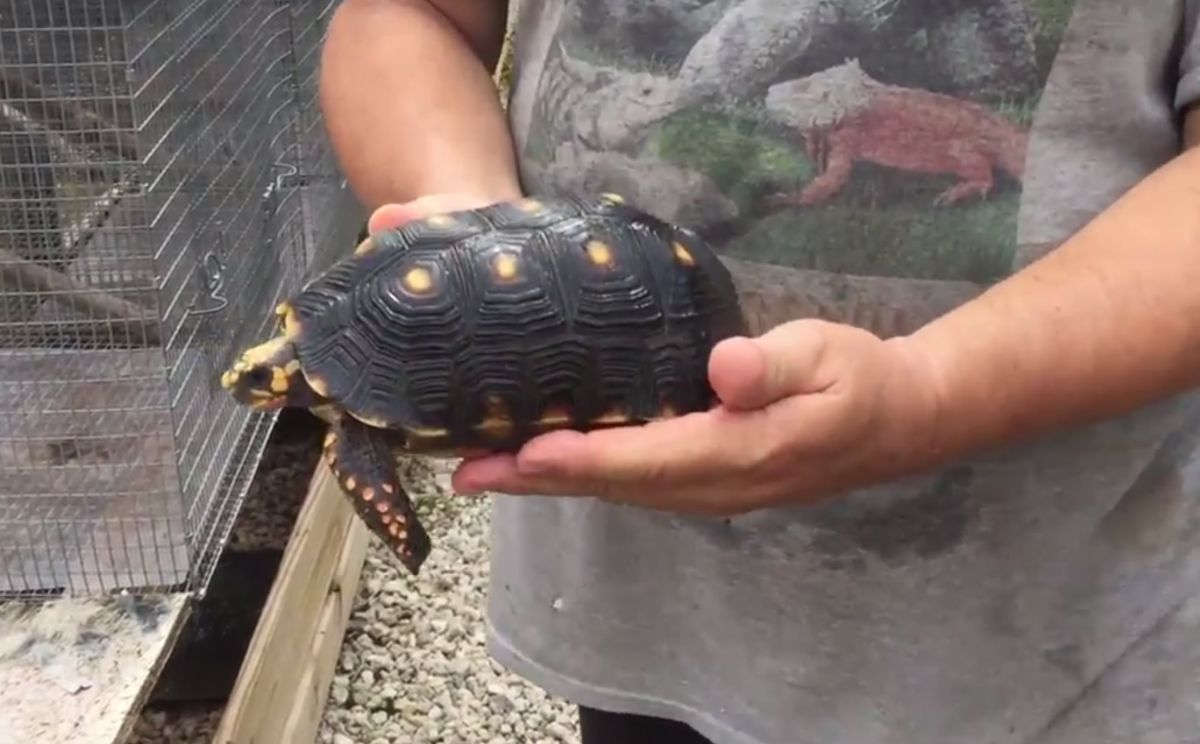 Florida Iguana & Tortoise Breeders