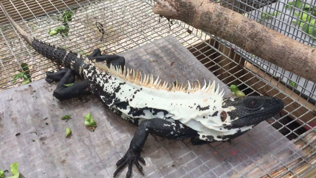 Florida Iguana & Tortoise Breeders