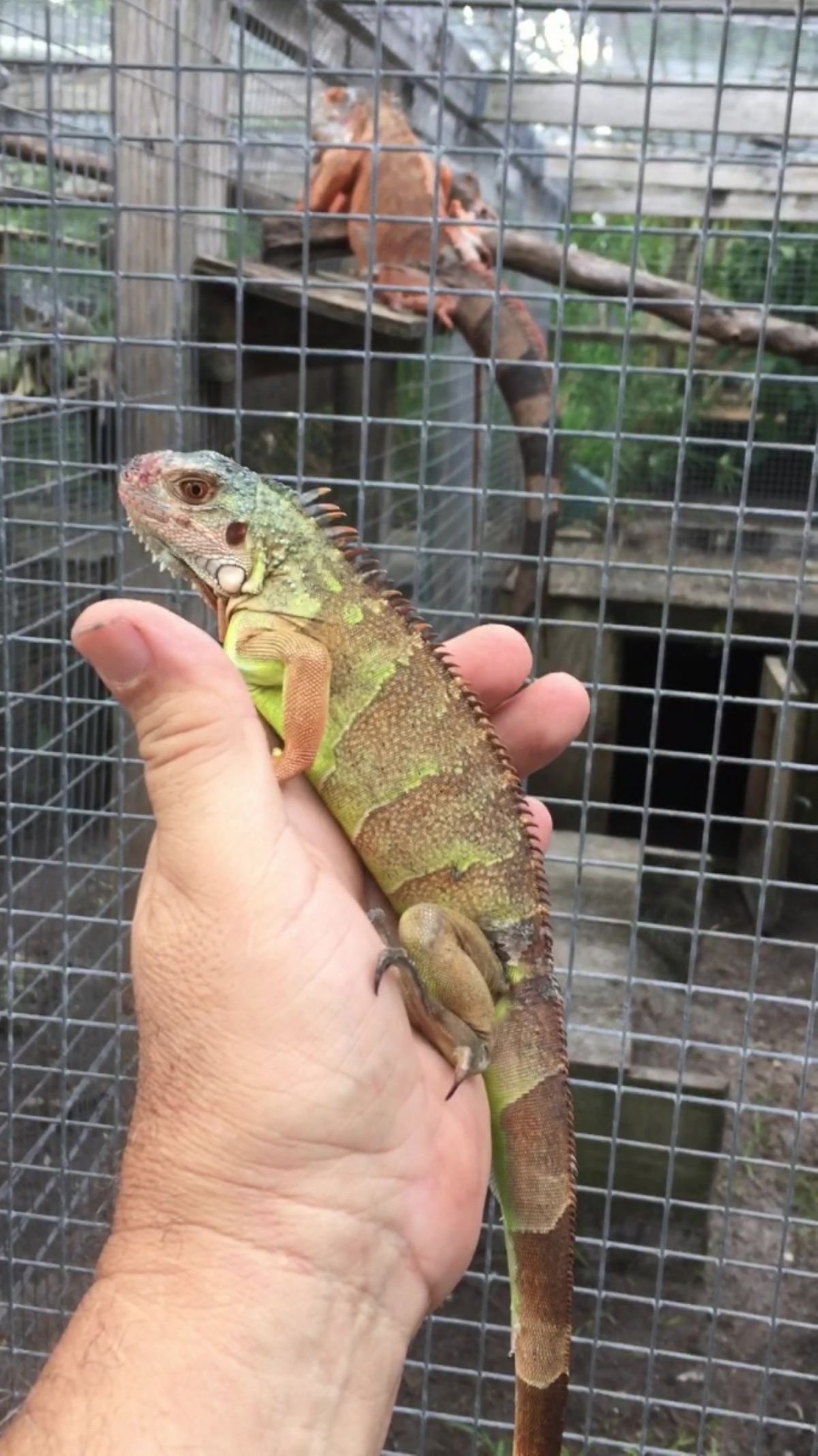 Florida Iguana & Tortoise Breeders