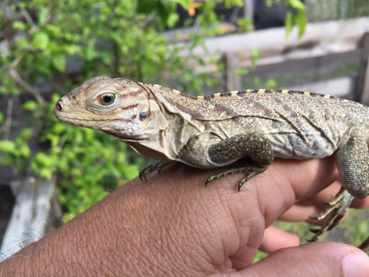 Florida Iguana & Tortoise Breeders