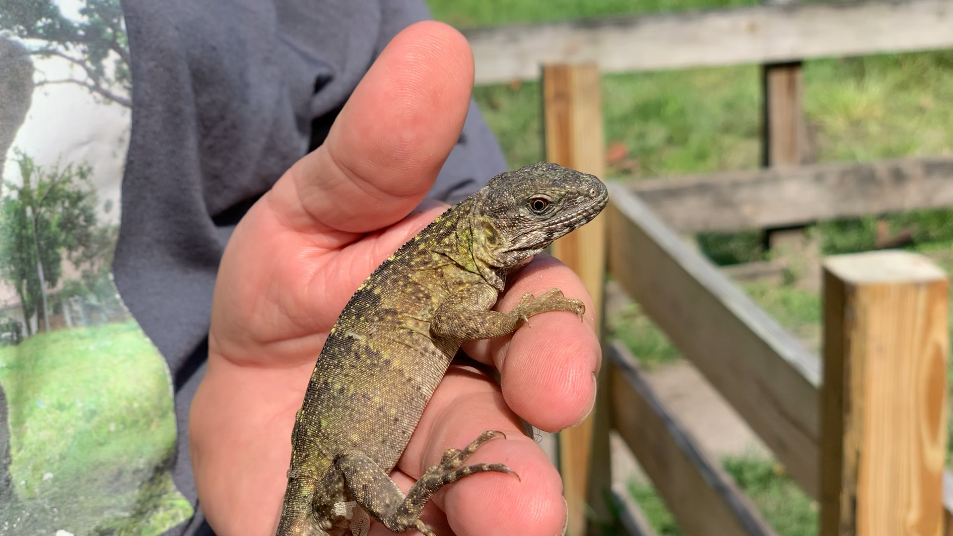 Florida Iguana & Tortoise Breeders