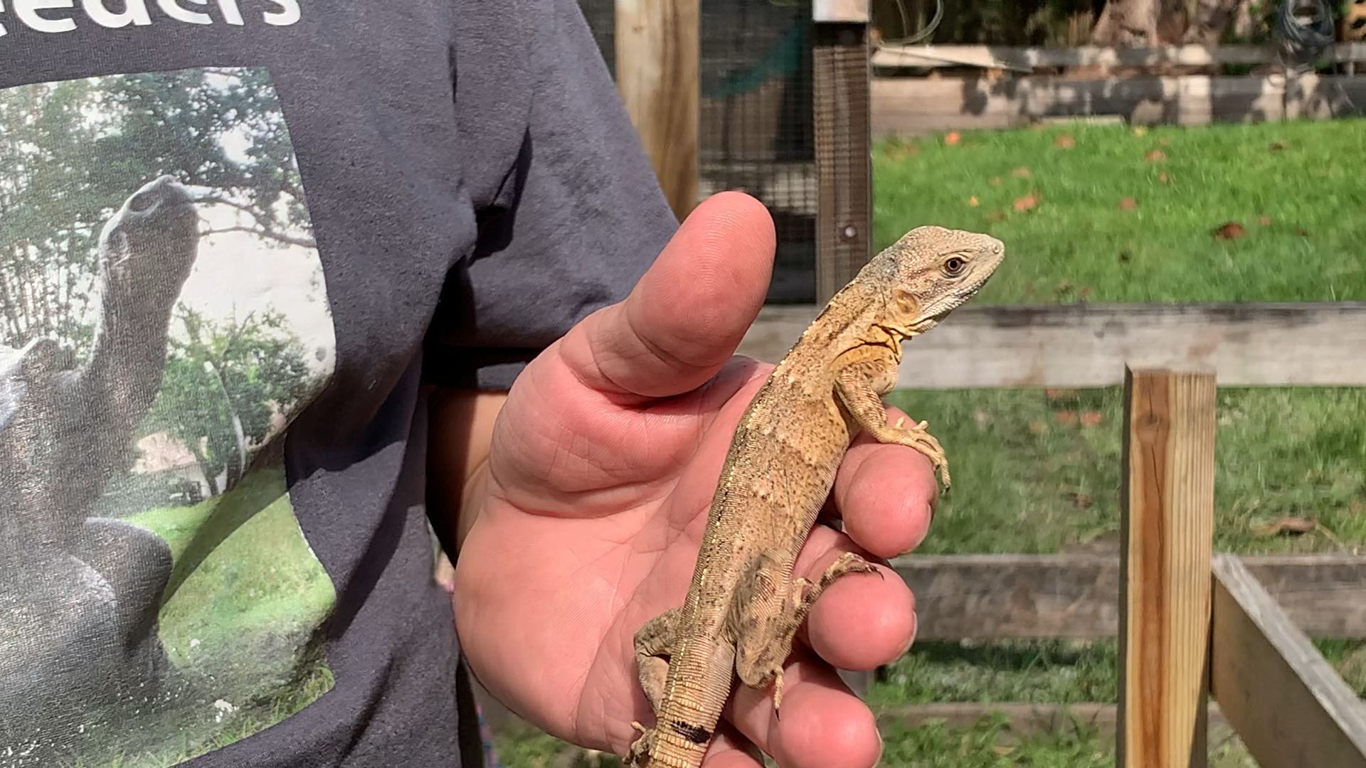 Florida Iguana & Tortoise Breeders