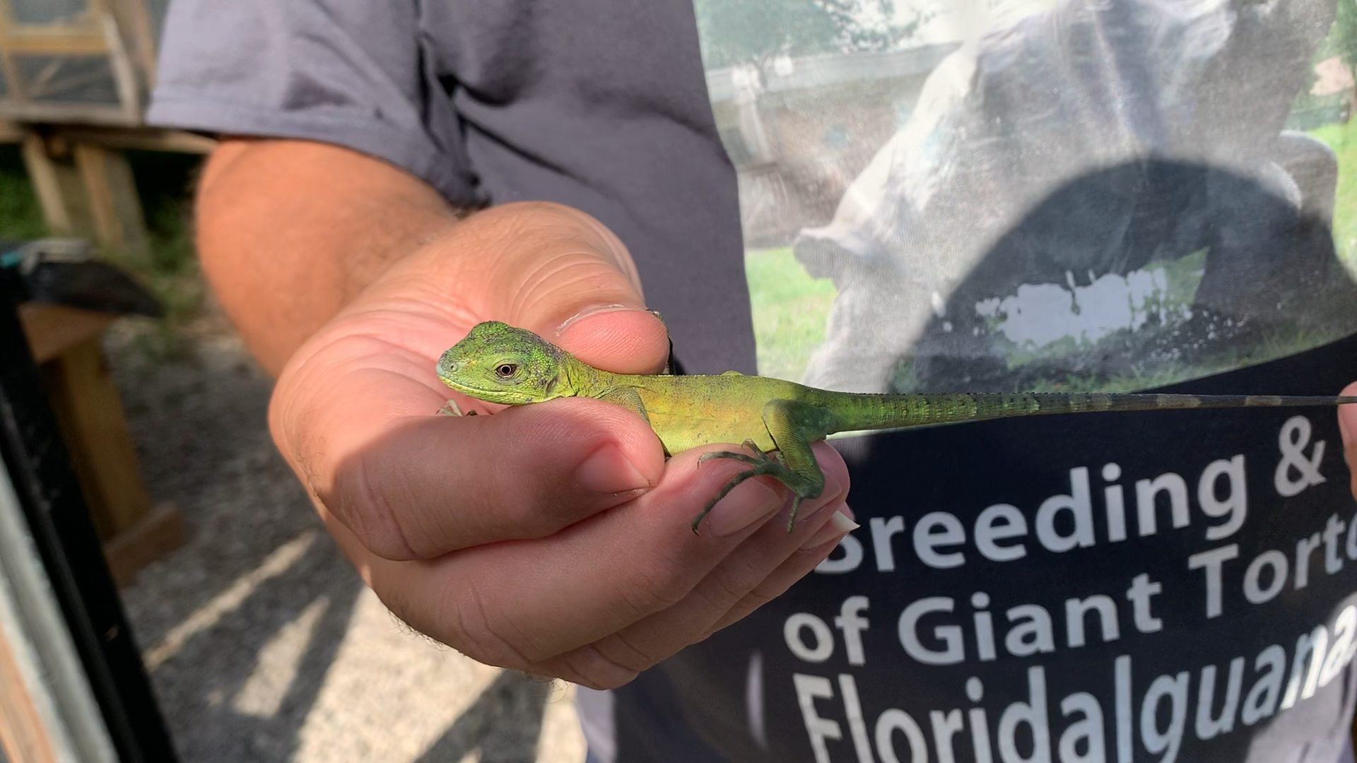 Florida Iguana & Tortoise Breeders