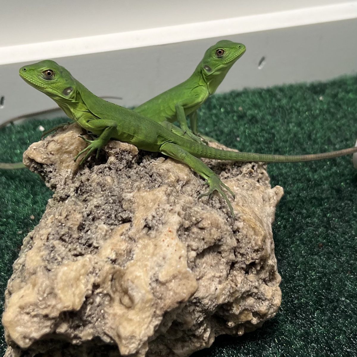 Florida Iguana & Tortoise Breeders