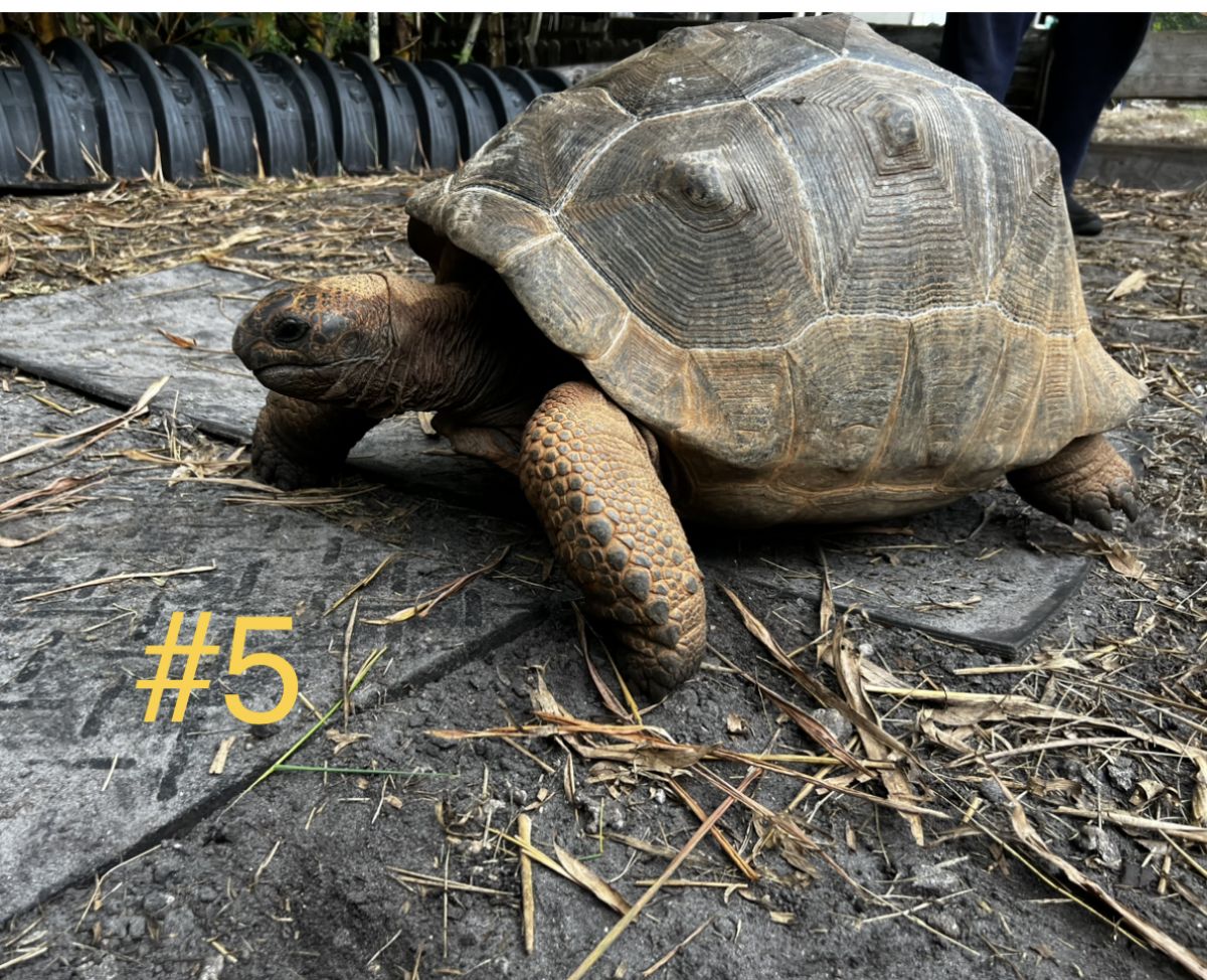 Florida Iguana & Tortoise Breeders
