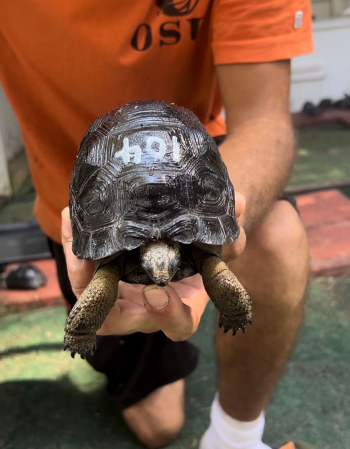 Baby Aldabra Tortoise