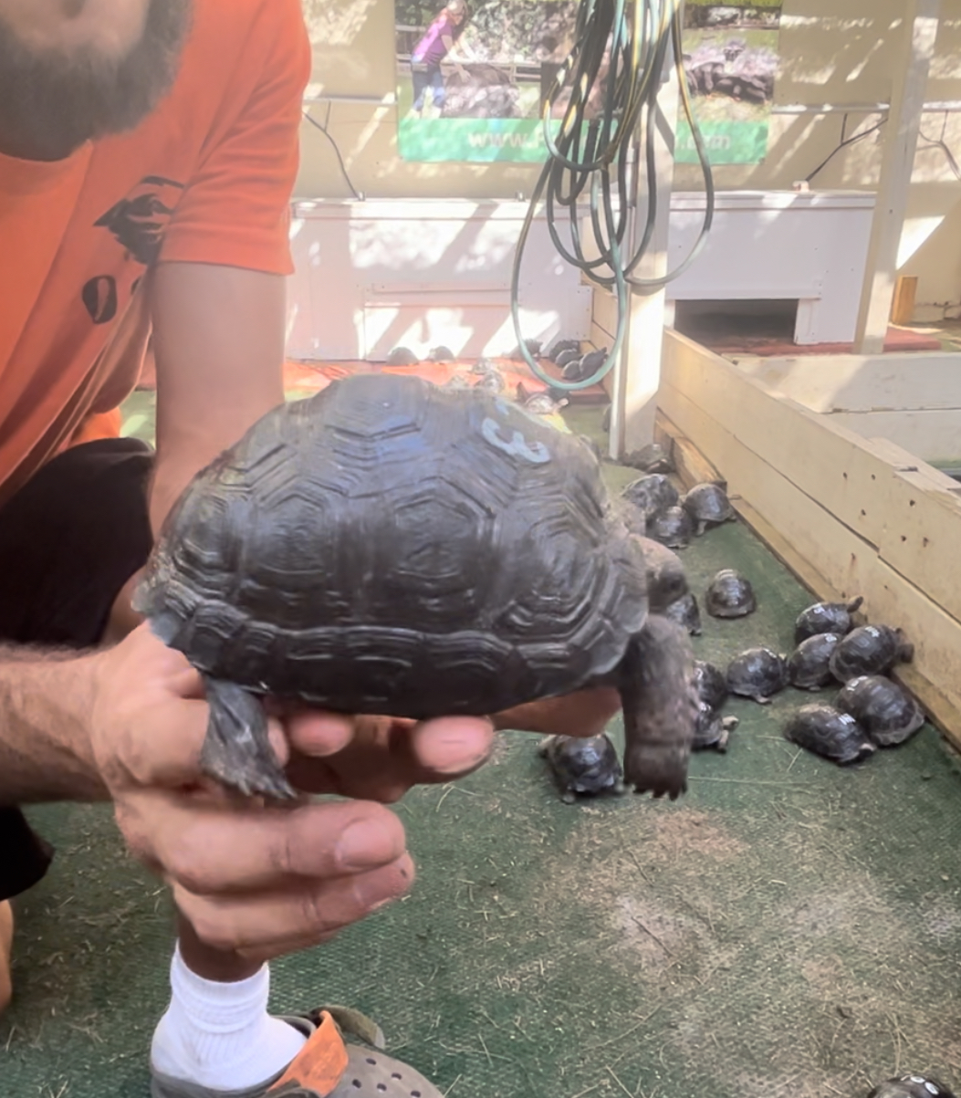 Florida Iguana & Tortoise Breeders