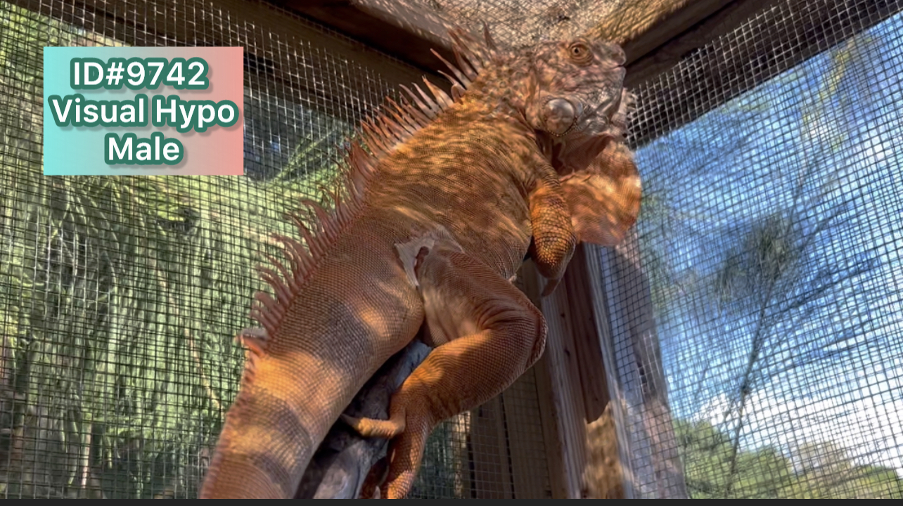 Florida Iguana & Tortoise Breeders