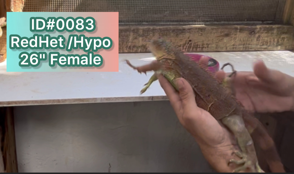 Florida Iguana & Tortoise Breeders