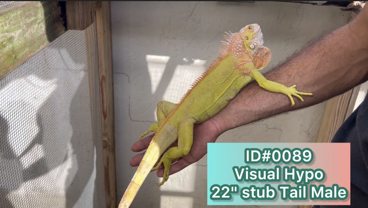 Florida Iguana & Tortoise Breeders