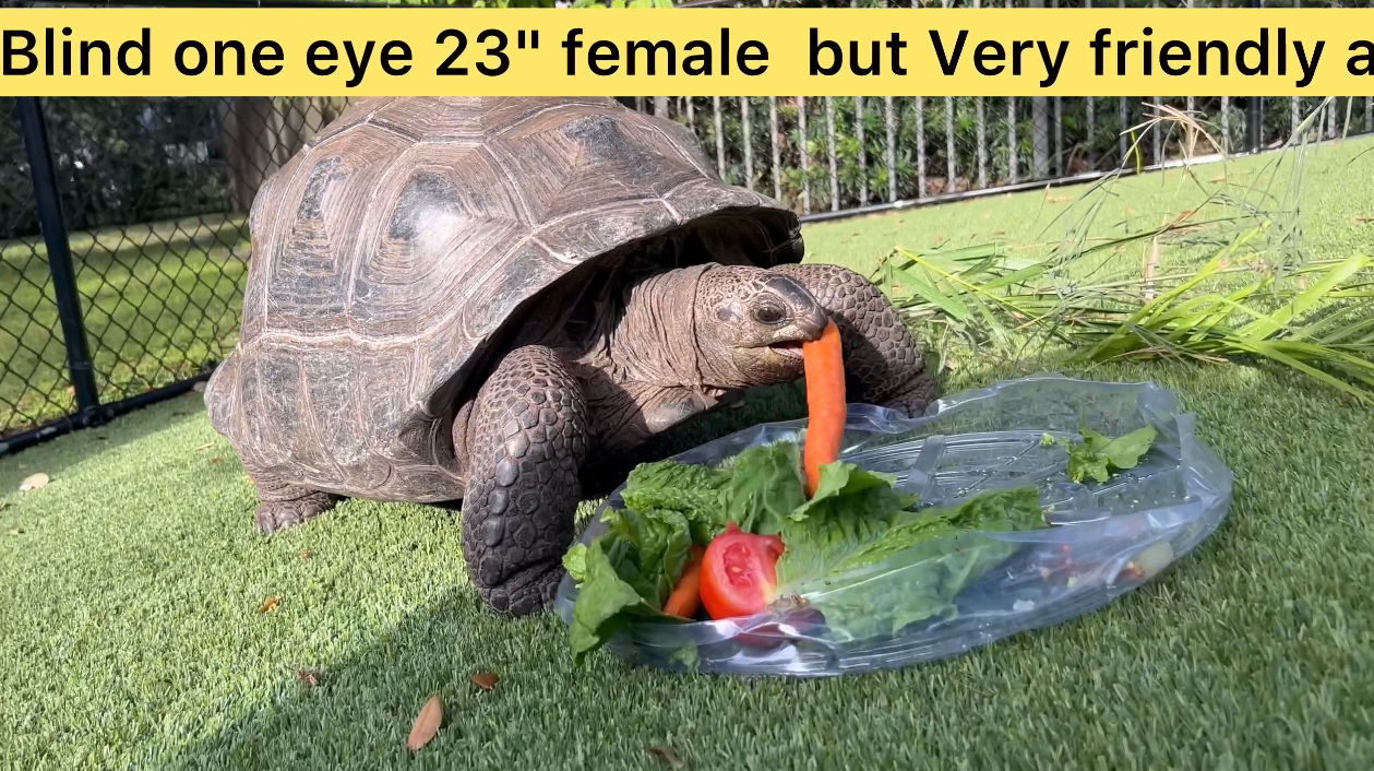 Florida Iguana & Tortoise Breeders