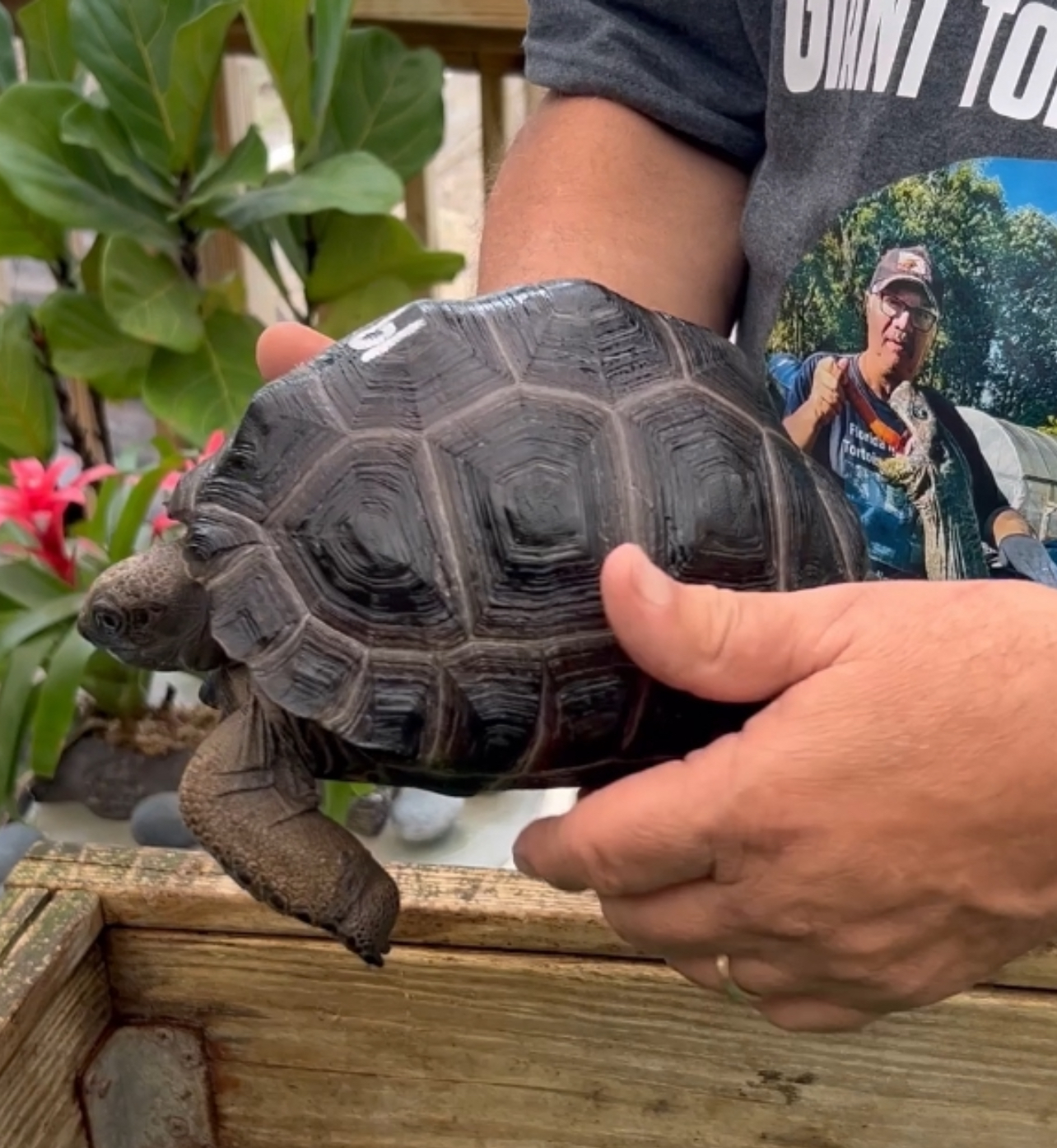Florida Iguana & Tortoise Breeders