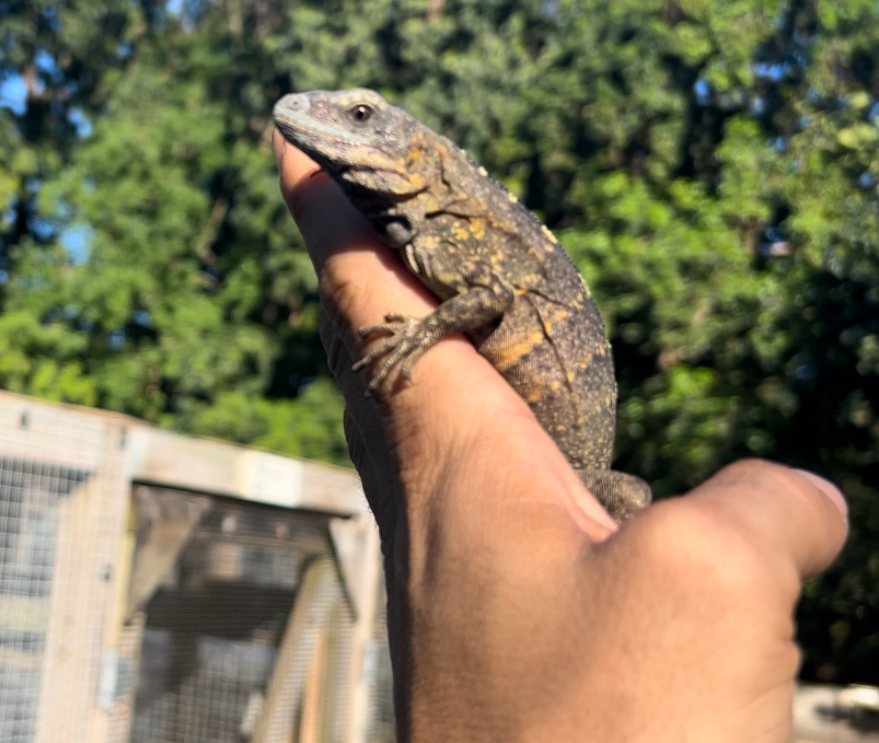 Florida Iguana & Tortoise Breeders