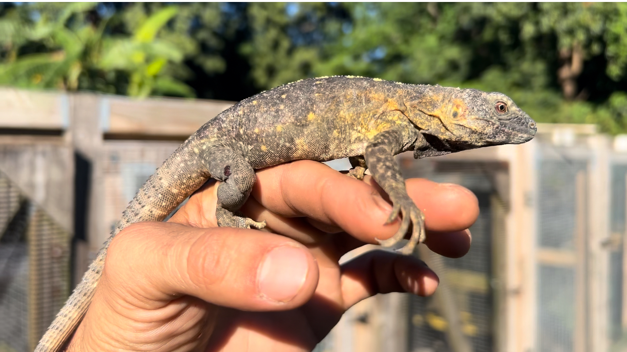 Florida Iguana & Tortoise Breeders