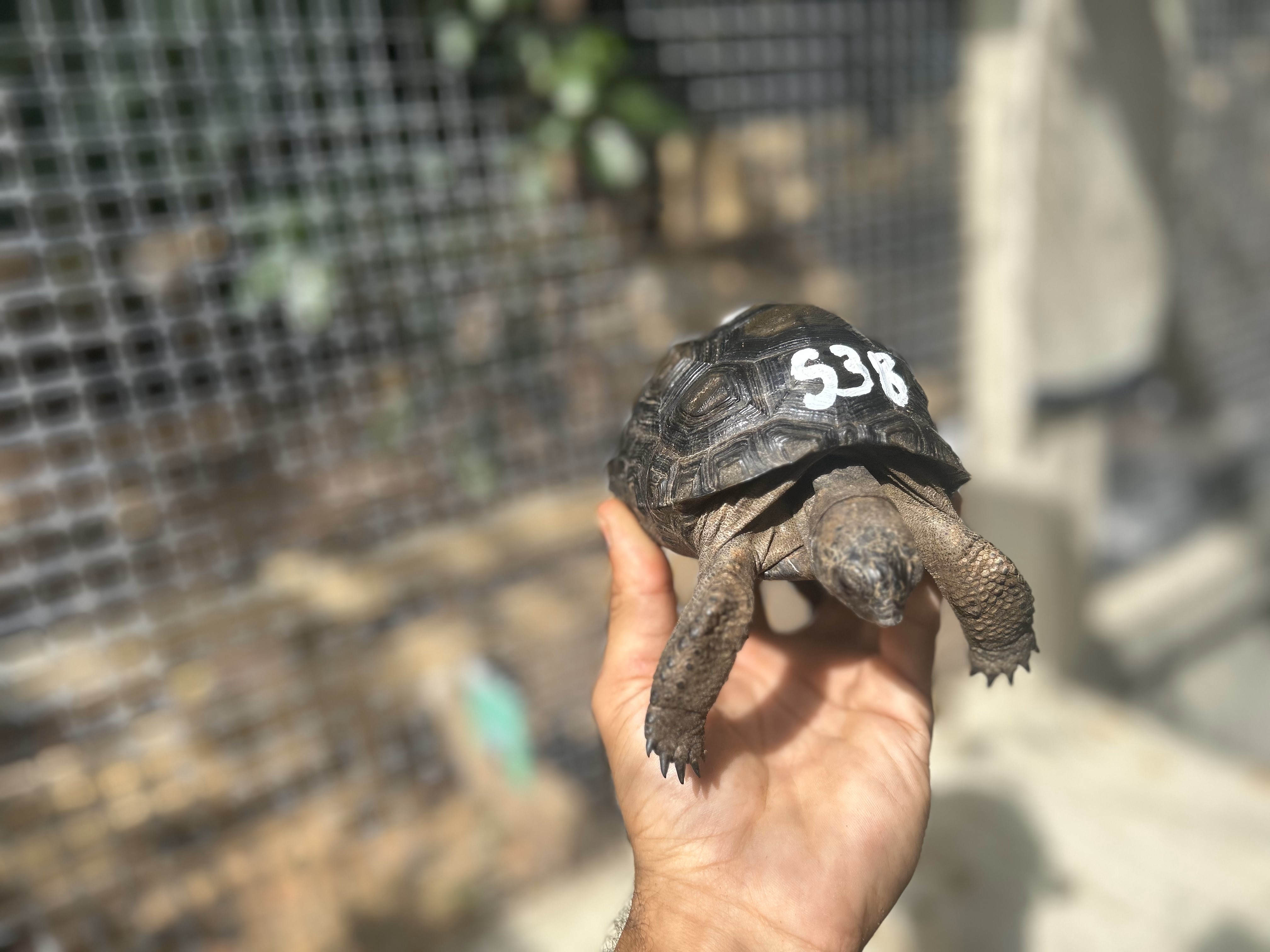 Florida Iguana & Tortoise Breeders