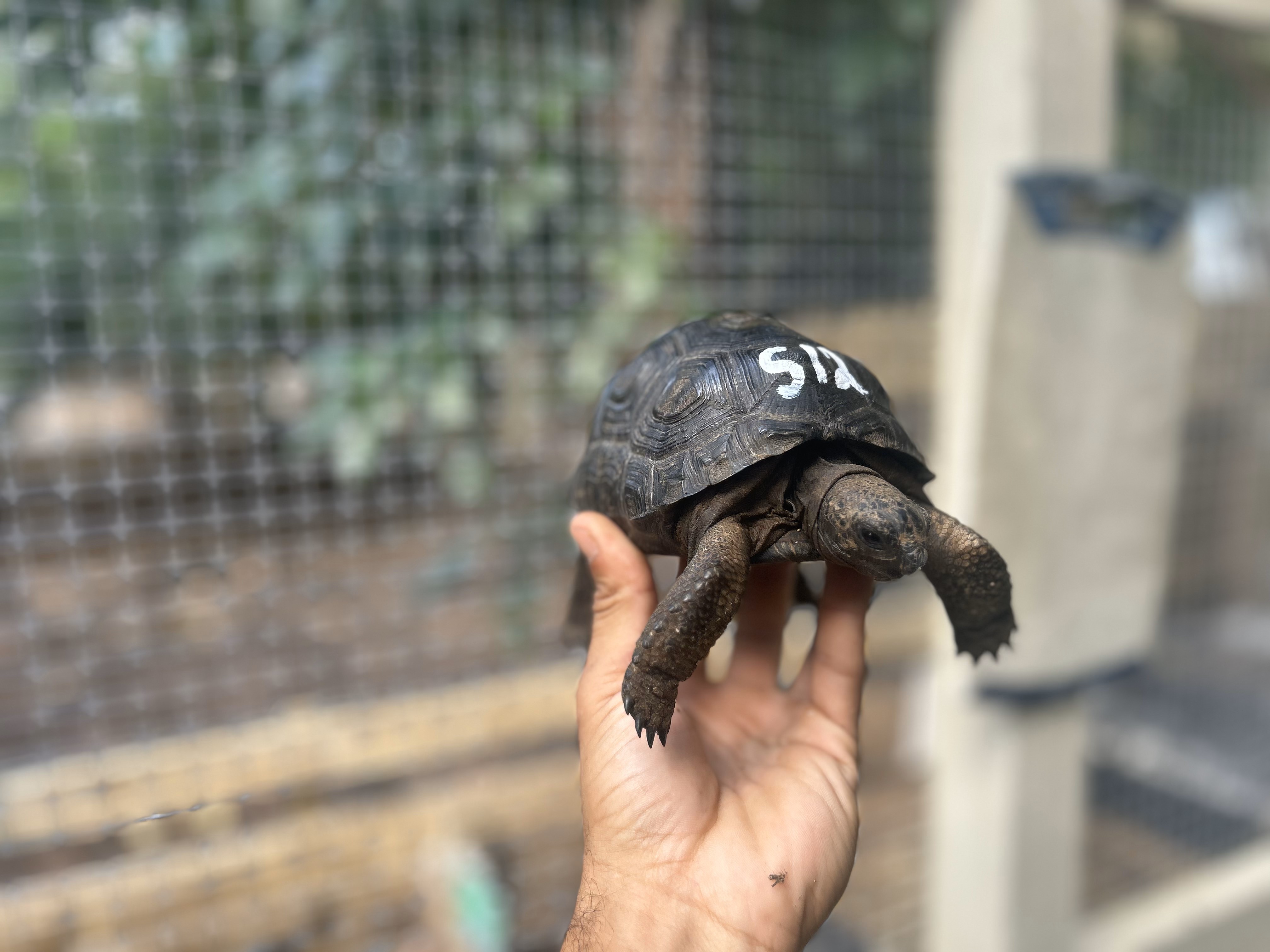Florida Iguana & Tortoise Breeders