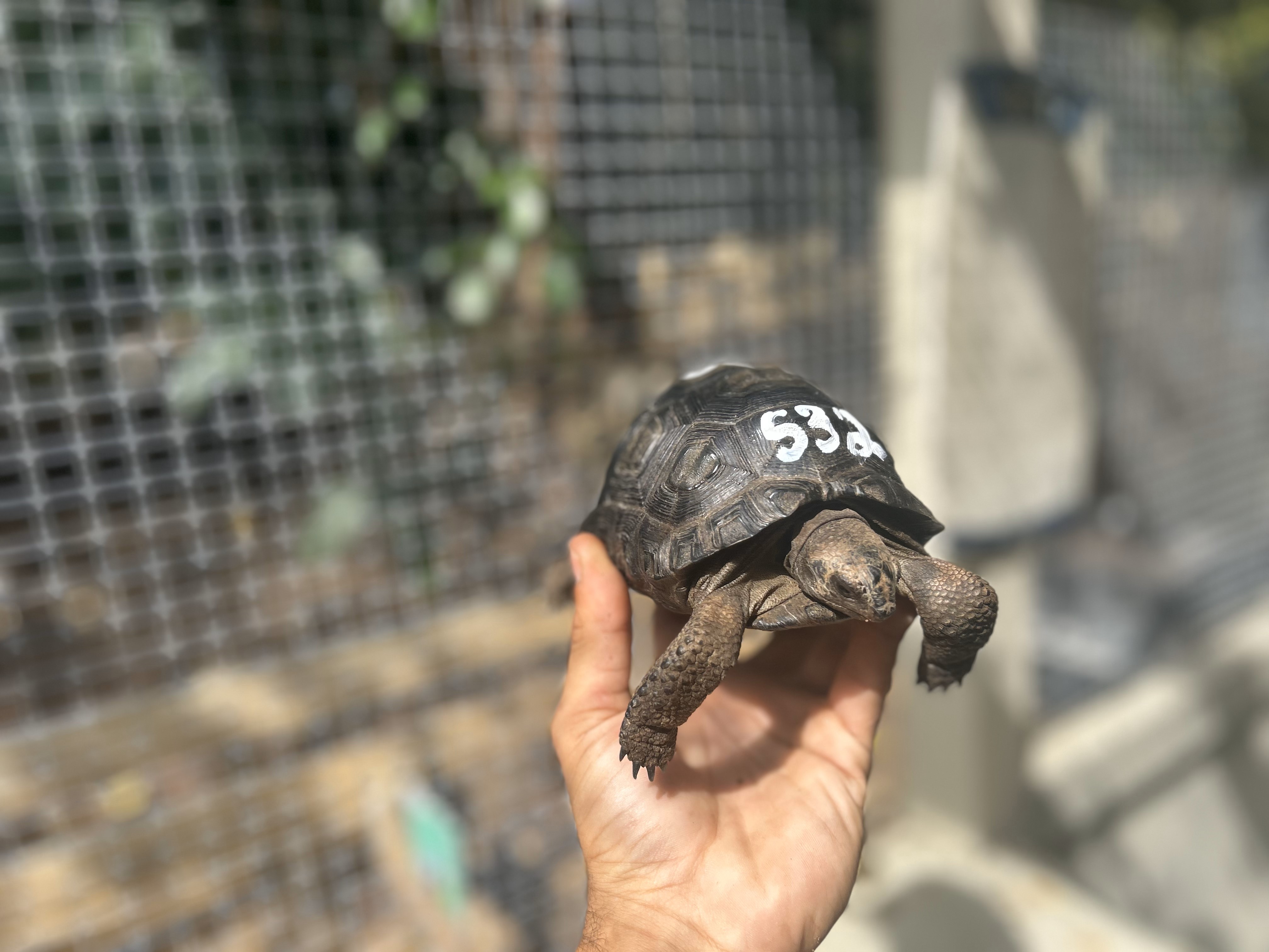 Florida Iguana & Tortoise Breeders