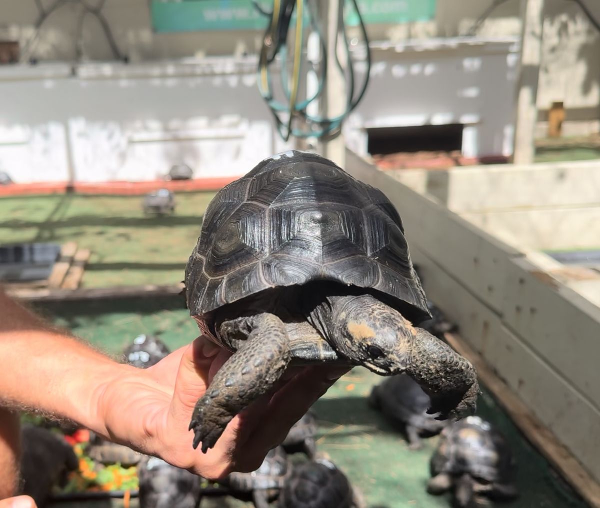 Florida Iguana & Tortoise Breeders