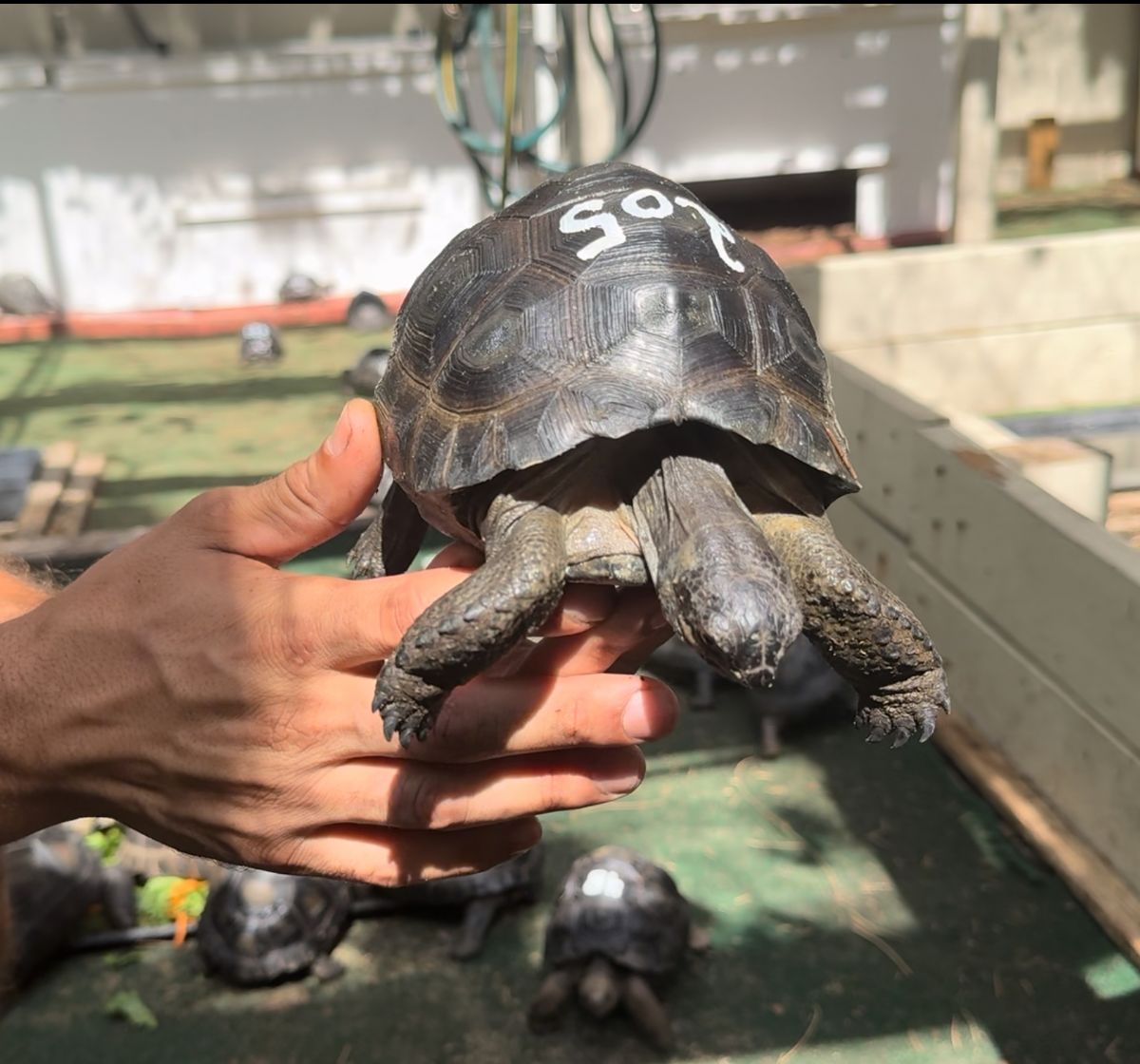 Florida Iguana & Tortoise Breeders