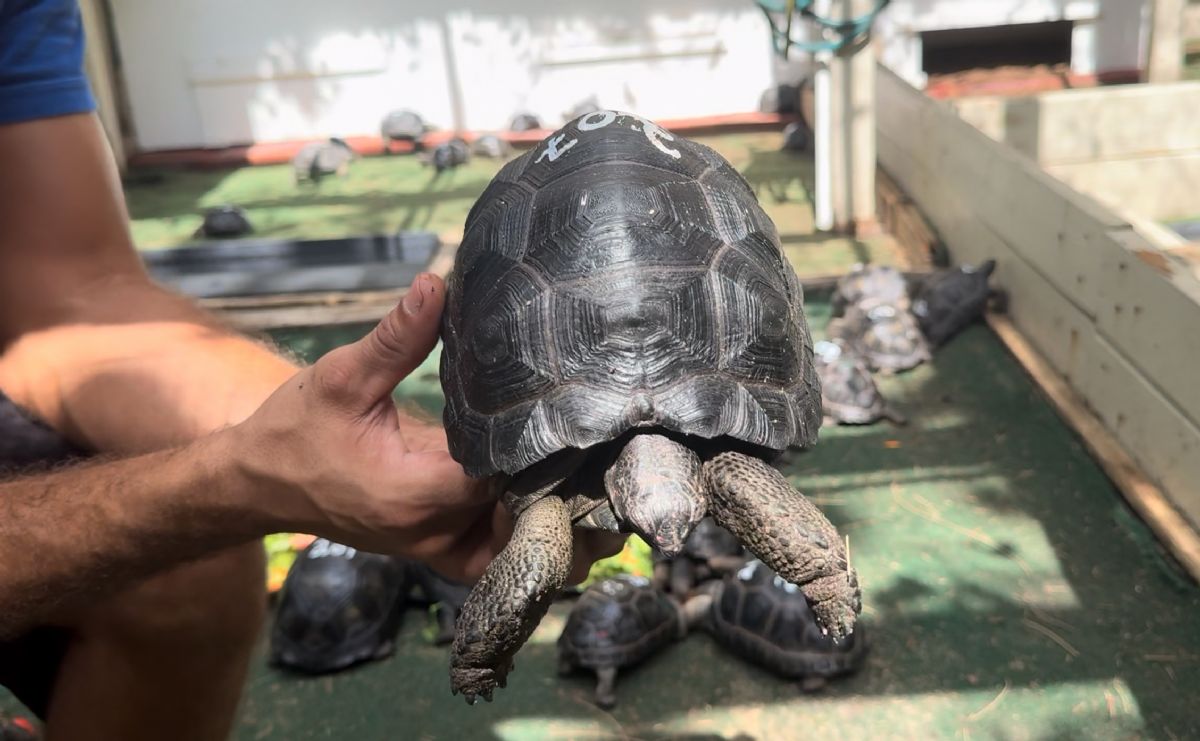 Florida Iguana & Tortoise Breeders