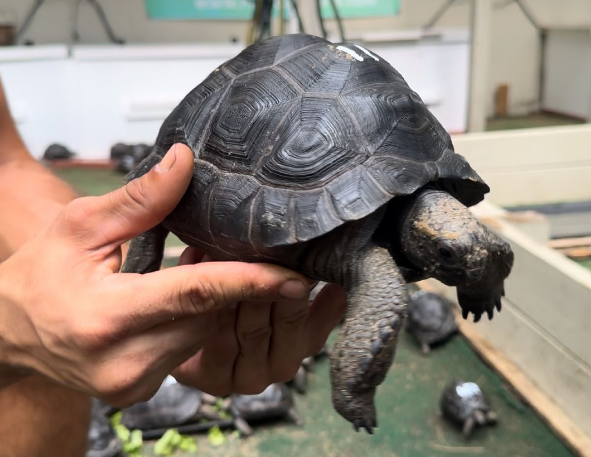 Florida Iguana & Tortoise Breeders