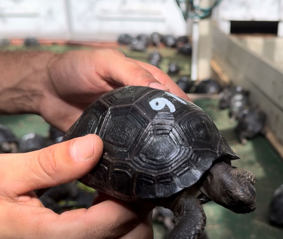 Florida Iguana & Tortoise Breeders