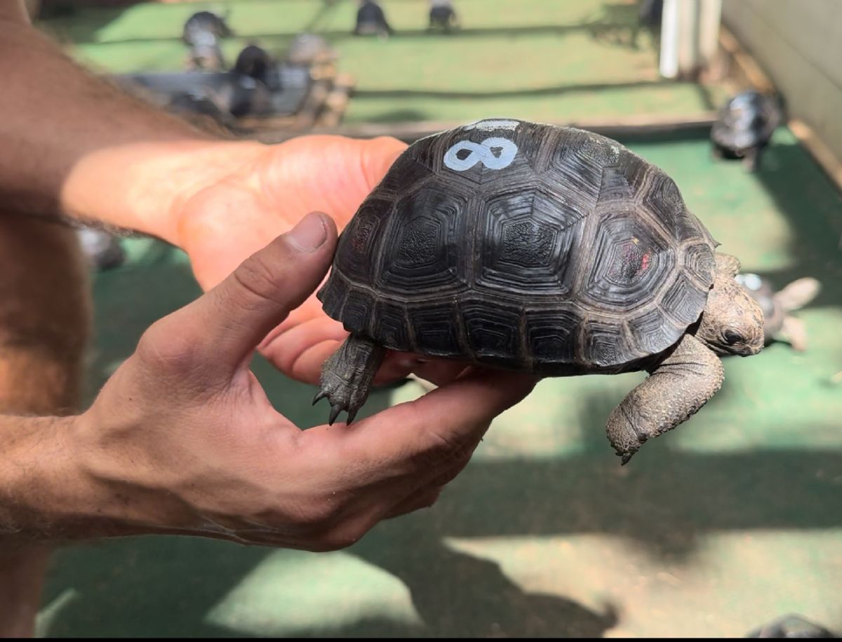 Florida Iguana & Tortoise Breeders