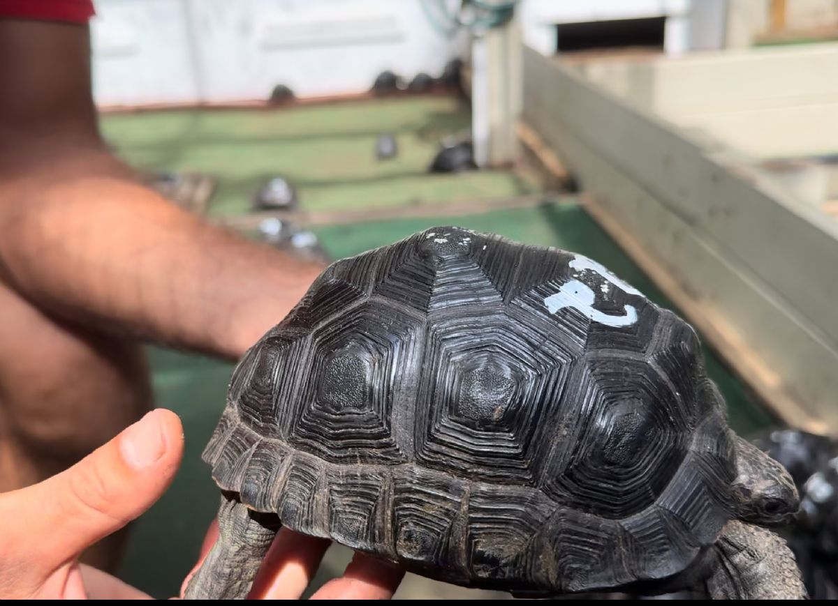 Florida Iguana & Tortoise Breeders
