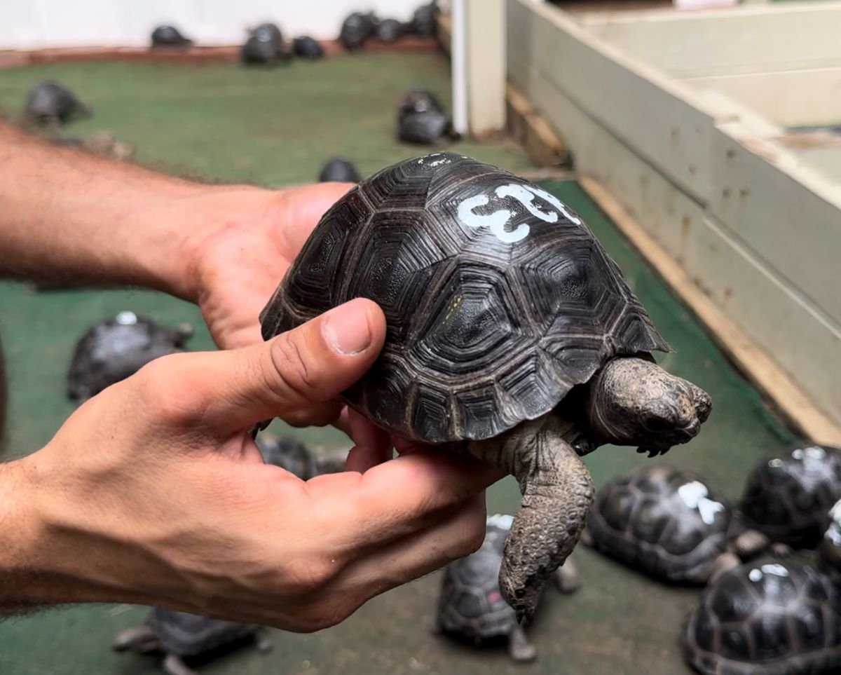 Florida Iguana & Tortoise Breeders
