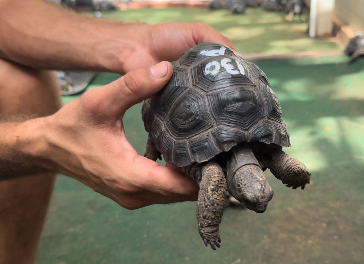 Florida Iguana & Tortoise Breeders