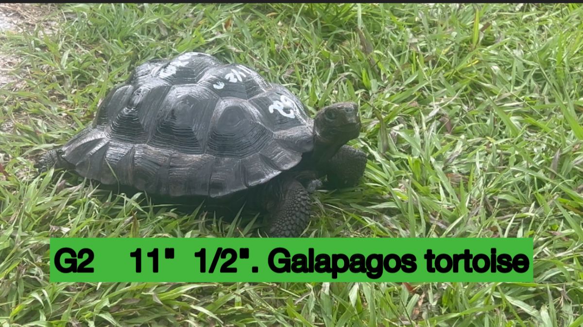 Florida Iguana & Tortoise Breeders
