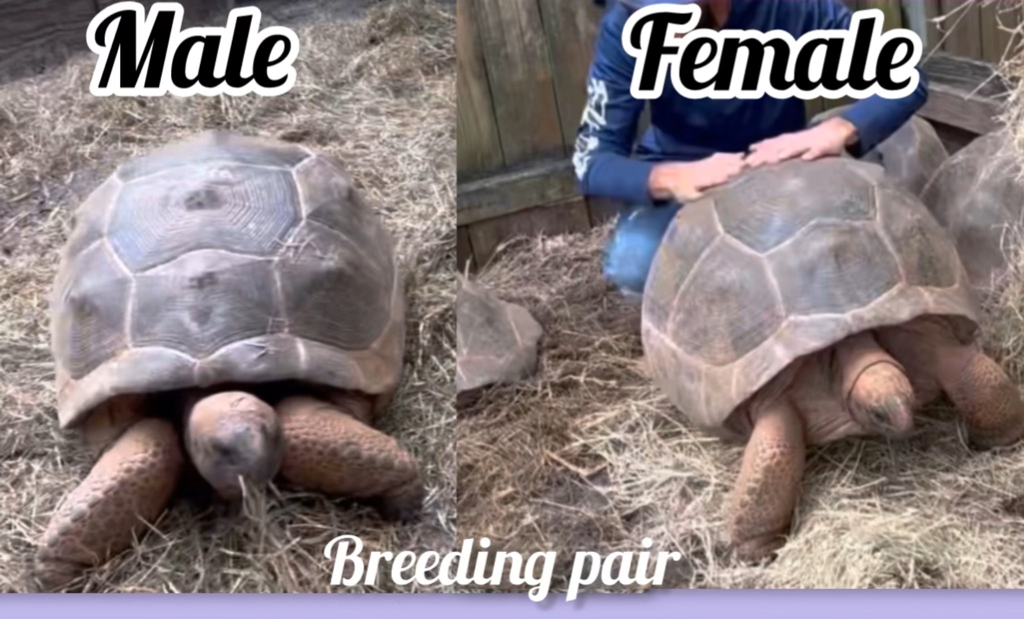 Florida Iguana & Tortoise Breeders