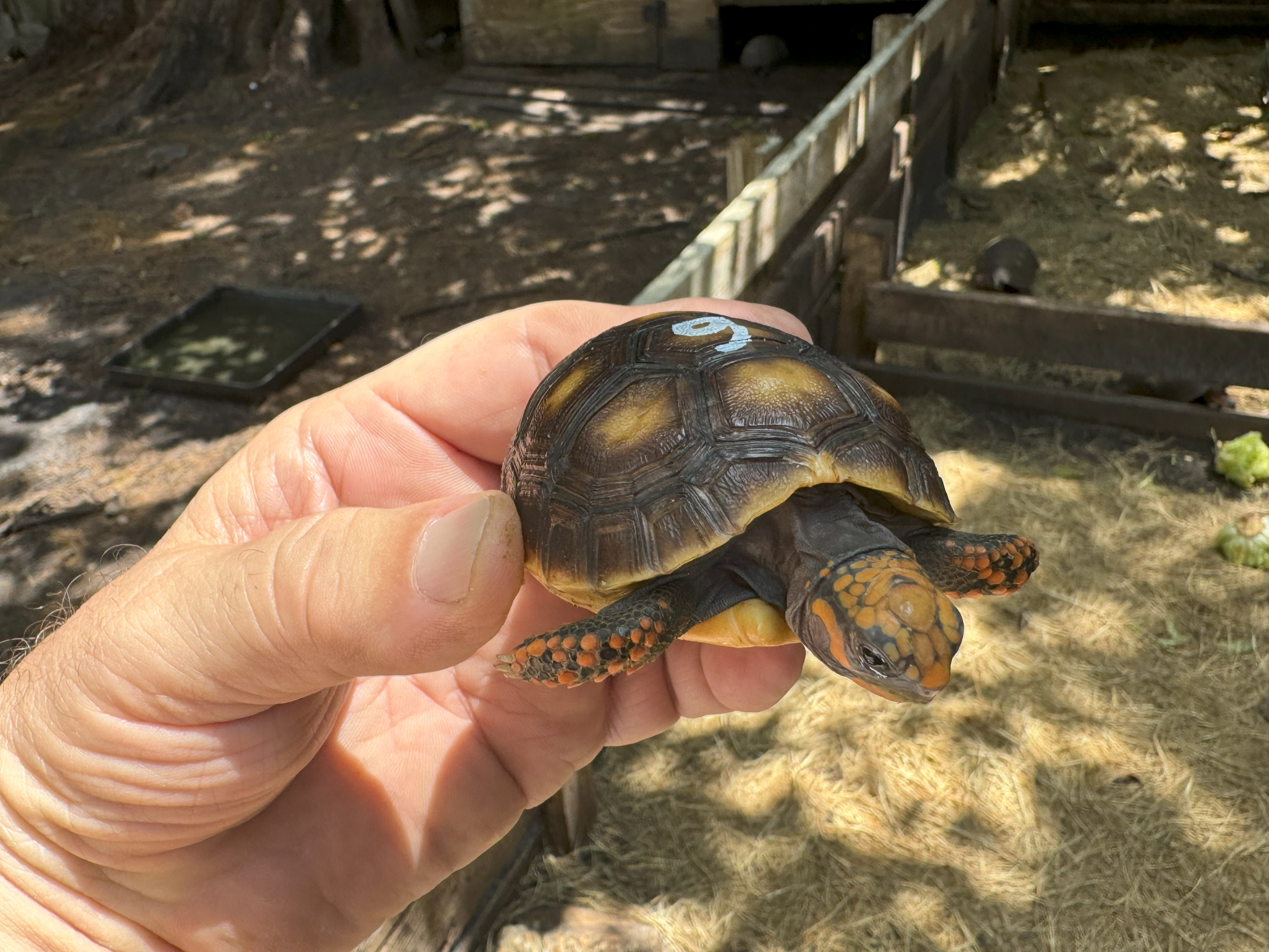 Florida Iguana & Tortoise Breeders