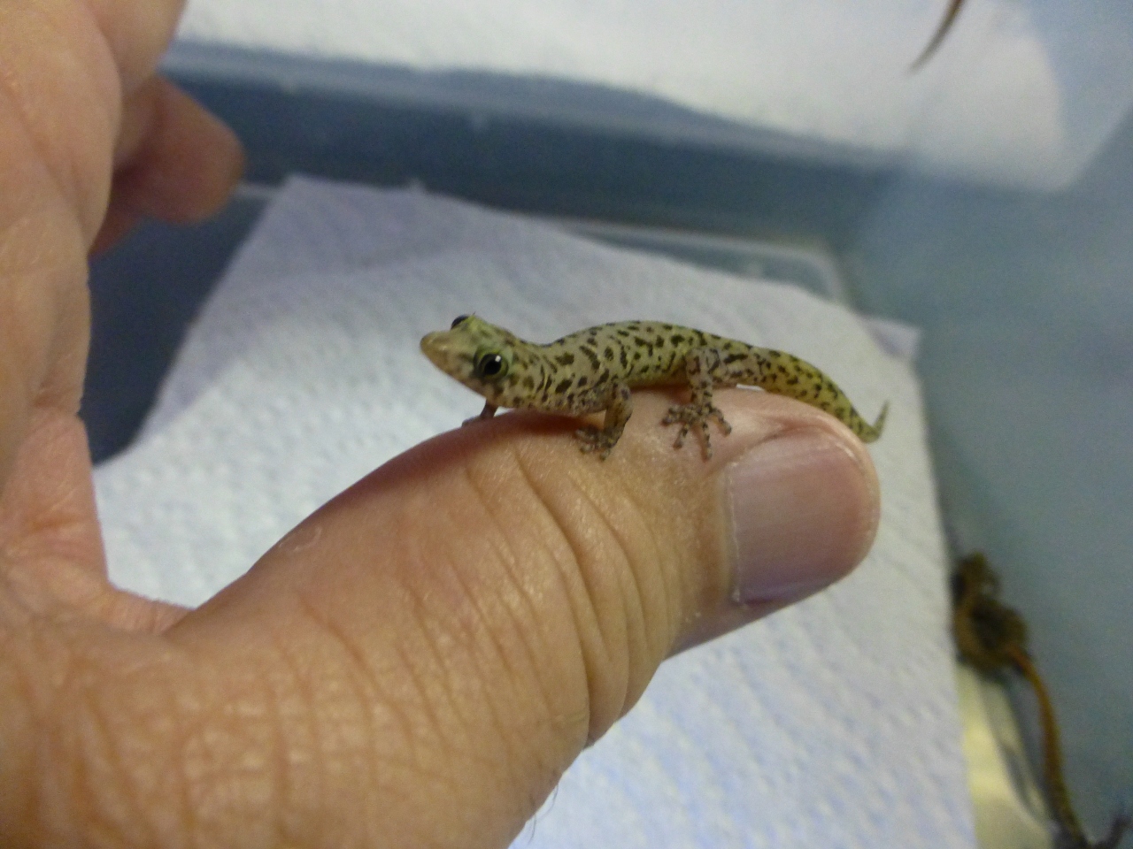 Dwarf Leopard Gecko