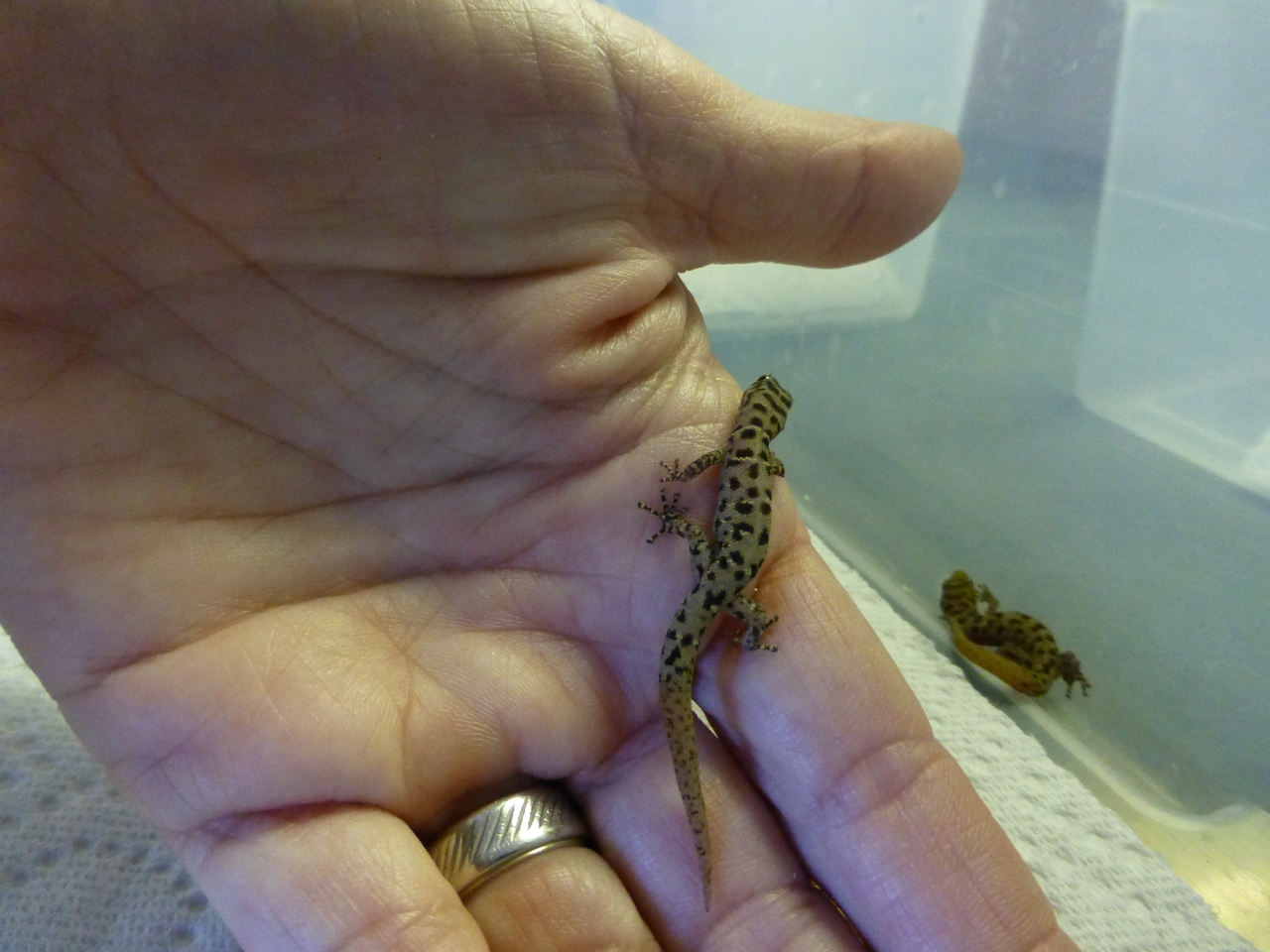 Dwarf Barking Spotted Geckos - Florida Iguana & Tortoise Breeders