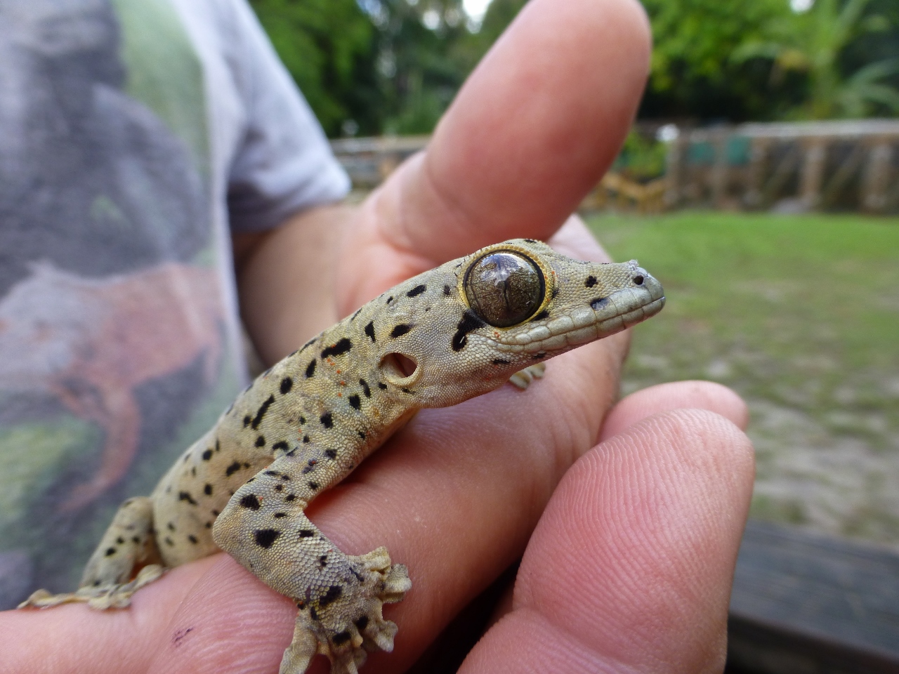 Giant Spotted Gecko - Florida Iguana & Tortoise Breeders