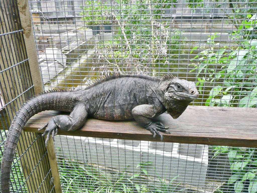 Cuban - Florida Iguana & Tortoise Breeders