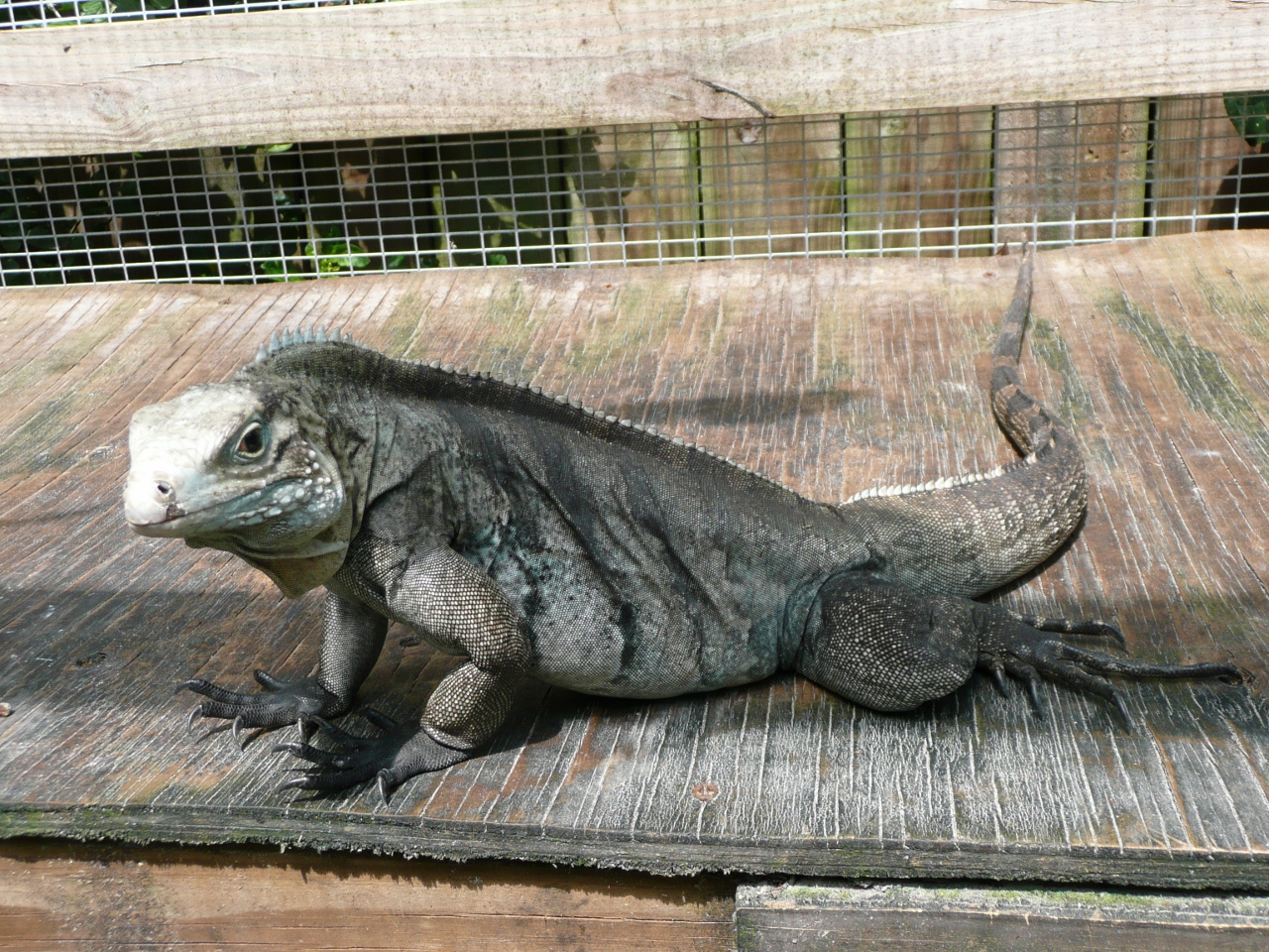 Lewisi Hybrids - Florida Iguana & Tortoise Breeders