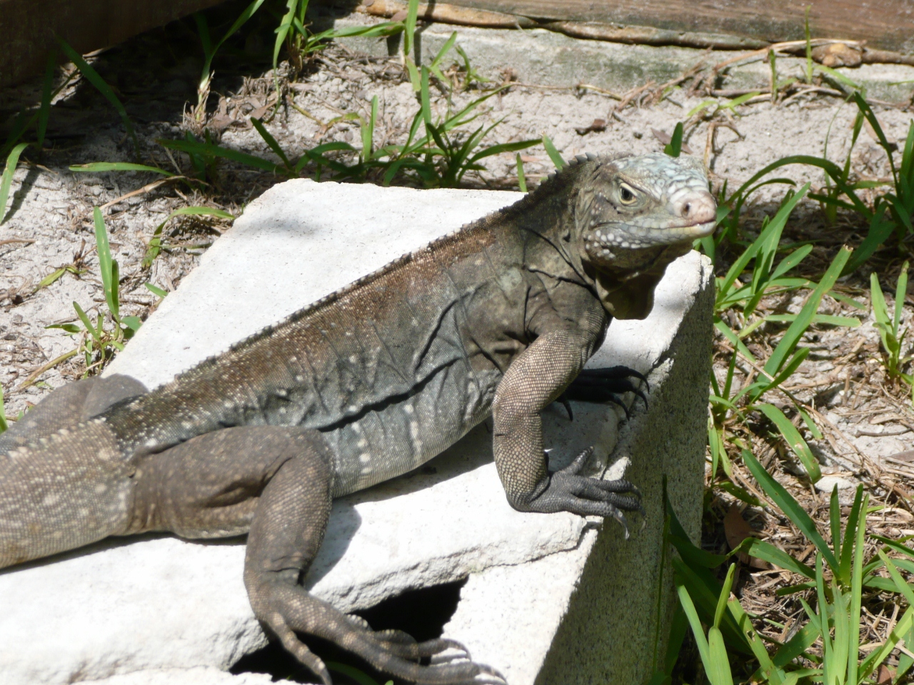 Lewisi Hybrids - Florida Iguana & Tortoise Breeders