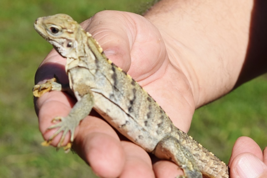 High Percentage Lewisi Hybrids - Florida Iguana & Tortoise Breeders