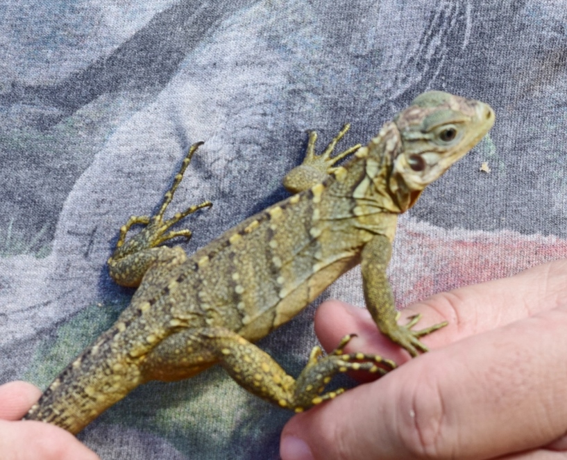 High Percentage Lewisi Hybrids - Florida Iguana & Tortoise Breeders