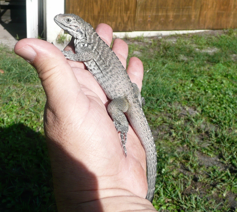 Rhino - Florida Iguana & Tortoise Breeders
